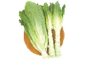 Lechuga China (Lactuca Sativa var. asparagina, augustana o angustata ...