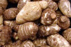 Ñampí o Chamol(Colocasia esculentavar. Antiquorum) – Fundación Salomón